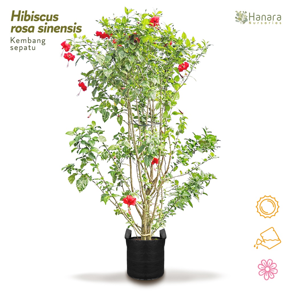 Jual Hibiscus rosa sinensis - Kembang sepatu - pohon instan/instant ...
