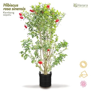 Produk Hanara Nurseries | Shopee Indonesia