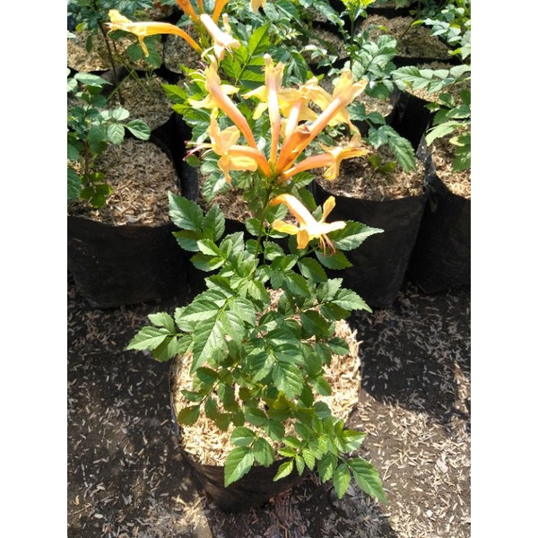 Jual bunga teko maria tanaman hias bunga hidup | Shopee Indonesia