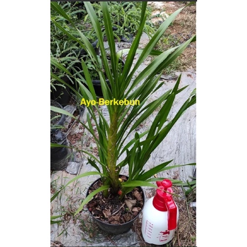 Jual Tanaman Hias Anggrek Tebu - Pohon Anggrek Gramma - Tanaman Anggrek ...