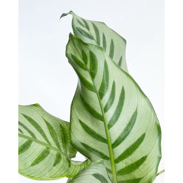 Jual Tanaman Calathea Bella Cantik | Shopee Indonesia