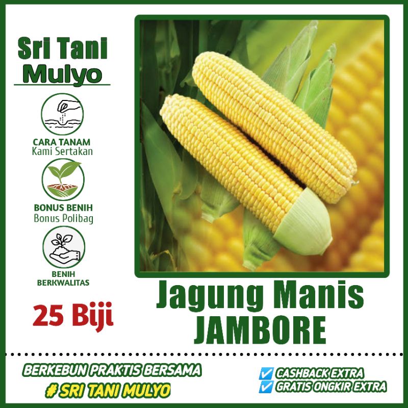 Jual 25 Biji - Benih Bibit Jangung Manis JAMBORE F1 - Jangung Madu ...