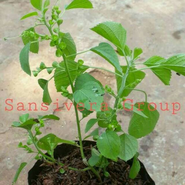Jual Tanaman Anting Anting Herbal / Acalypha Australis Pohon Antingan ...