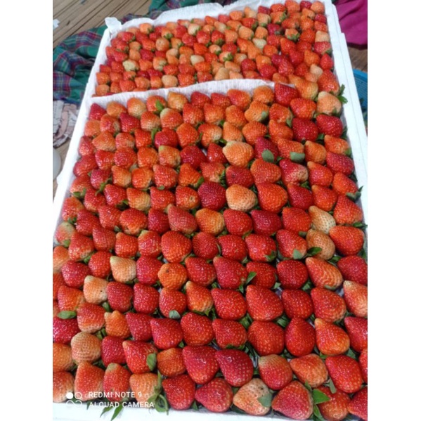 Jual strawberry super 1 kg | Shopee Indonesia