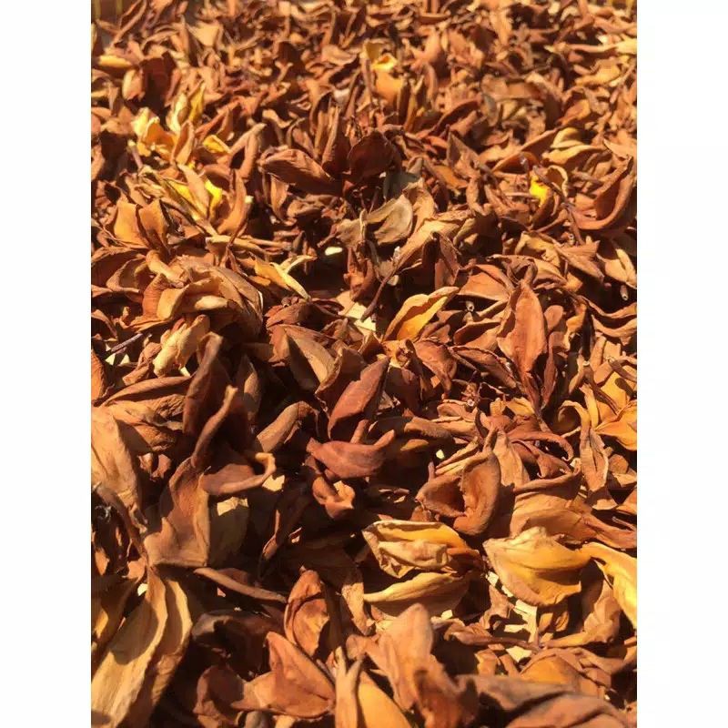 Jual 1 kg Bunga kamboja kering | Shopee Indonesia
