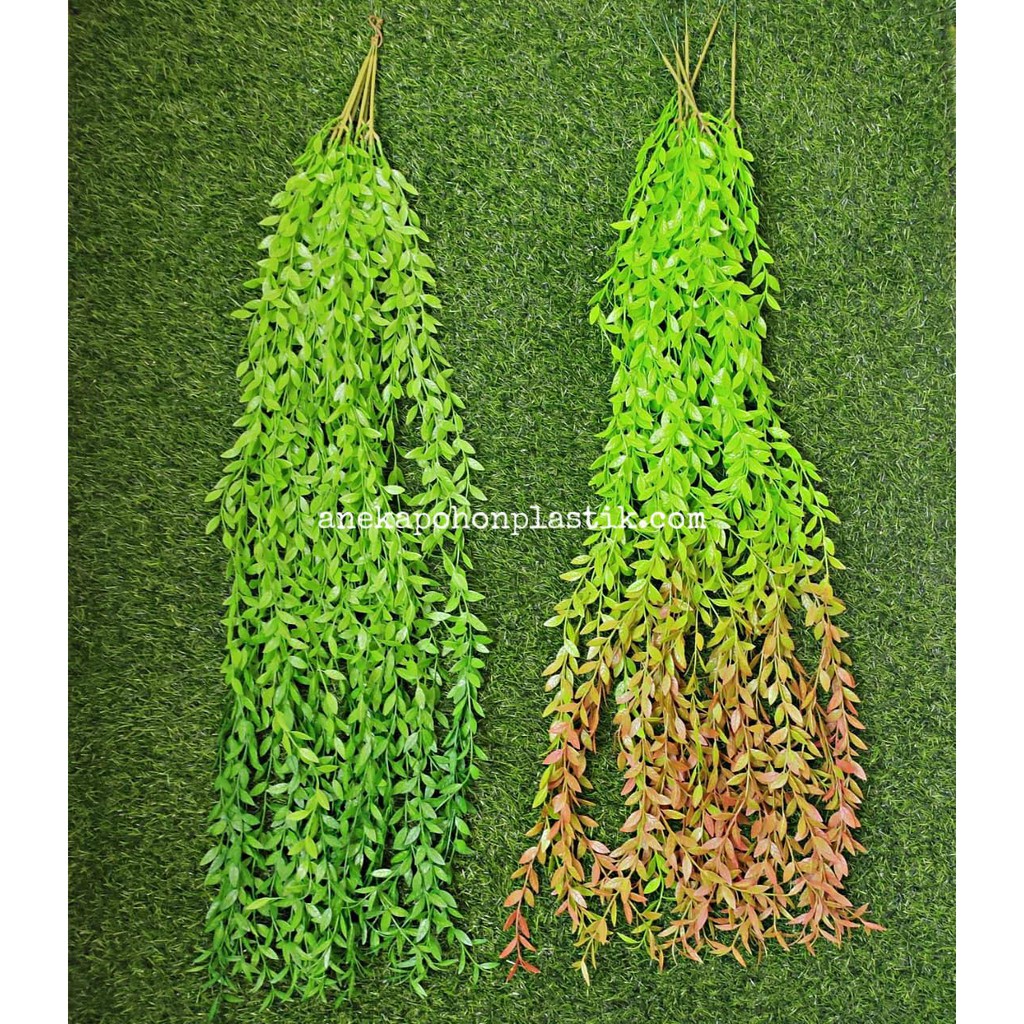 Jual Daun Rambat Juntai Gradasi Warna Hijau Muda Merah Tanaman ...
