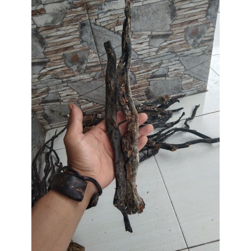 Jual AKAR BAHAR MERAH BODI HITAM 1BATANG(JEMPOLAN UP) | Shopee Indonesia