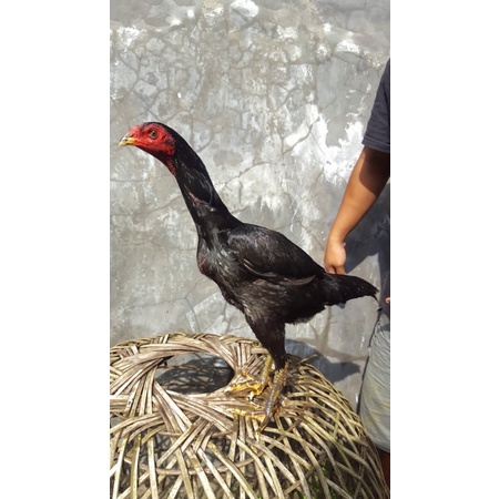 Jual Ayam babon Pakhoy Maneedaeng x Blackbull Brakot Usia 7 Bulan ...