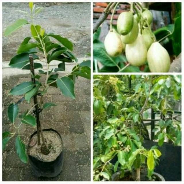 Jual Bibit Jamblang Putih | Shopee Indonesia