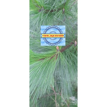 Jual Daun pinus segar atou herbal daun pinus segar per 1 kg | Shopee ...