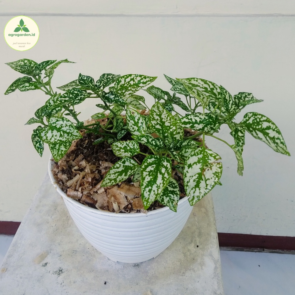 Jual Tanaman Hias Hipotes Putih - Hipotes Putih Hijau Rimbun - Hypotes ...
