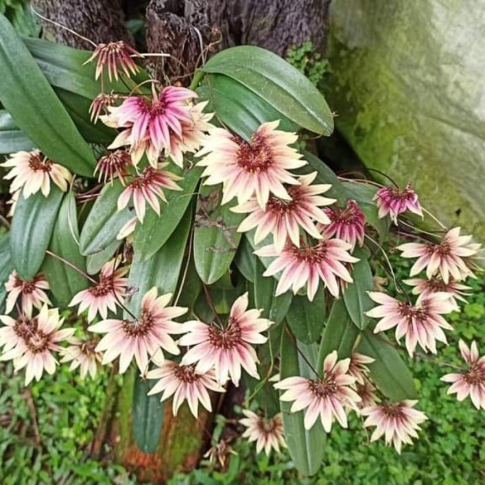 Jual bulbophyllum lepidum/anggrek kipas isi/12 buleb dewasa | Shopee ...
