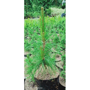 Jual Tanaman pohon Pinus | Shopee Indonesia