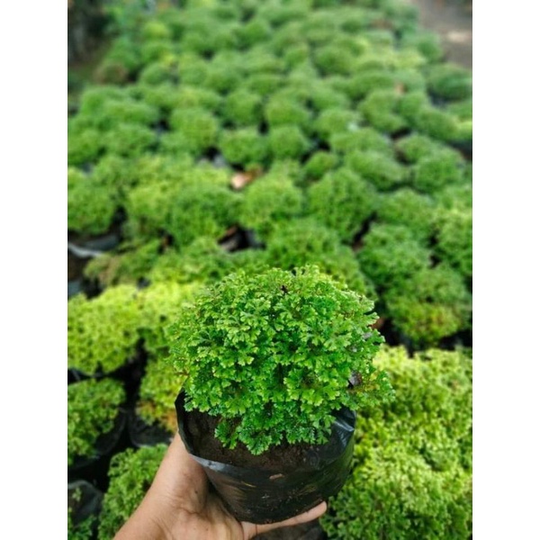 Jual Tanaman Rumput Papua | Shopee Indonesia