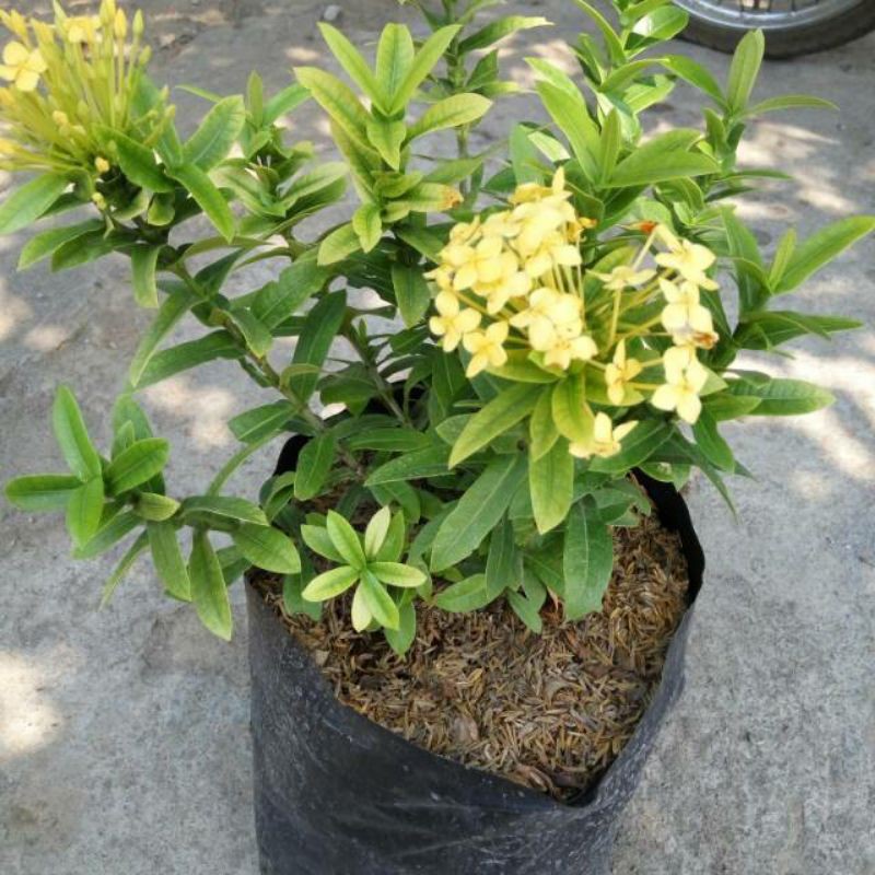 Jual Tanaman Hias Asoka Jabon Bunga Kuning / Pohon Hias Asoka Jabon ...