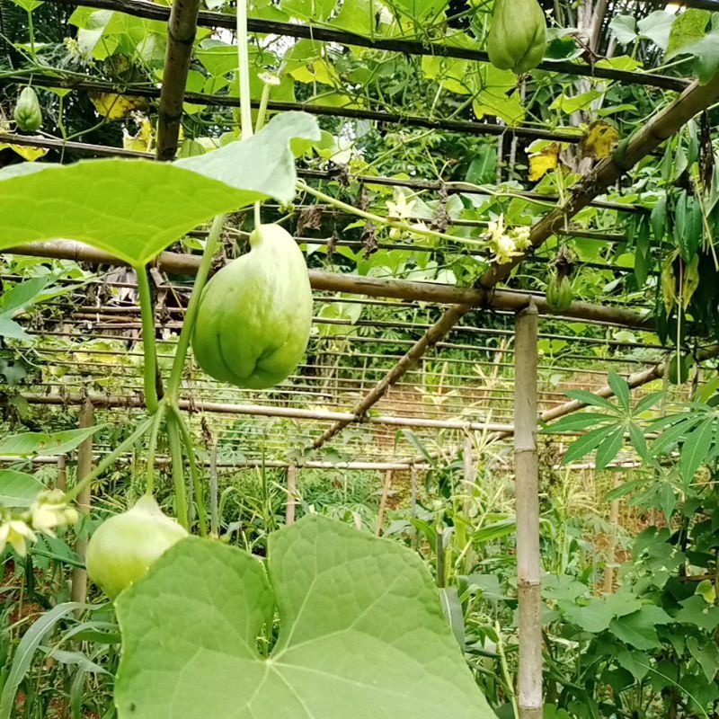 Jual labu Siam muda kecil | Shopee Indonesia