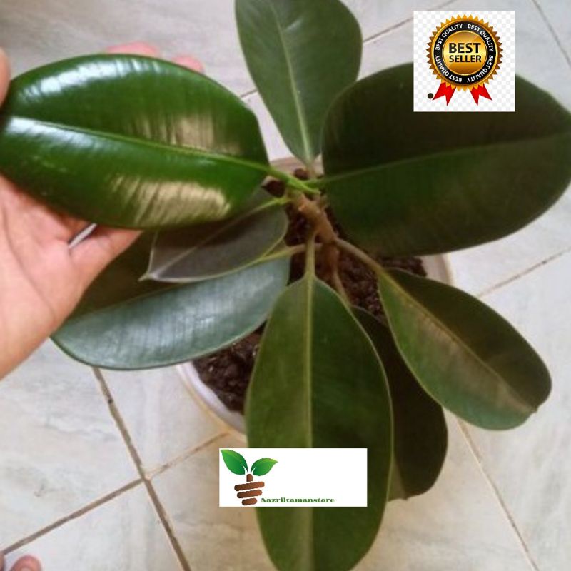 Jual KARET KEBO IJO/KARET KEBO/FICUS ELASTICA | Shopee Indonesia