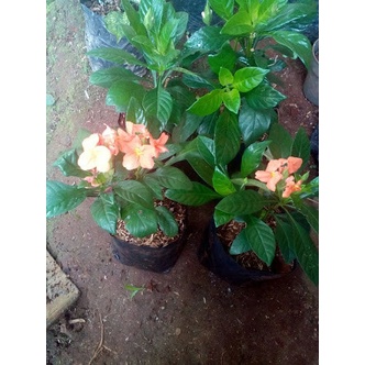 Jual New Bunga crossandra atau pohon rossandra Terjangkau | Shopee ...