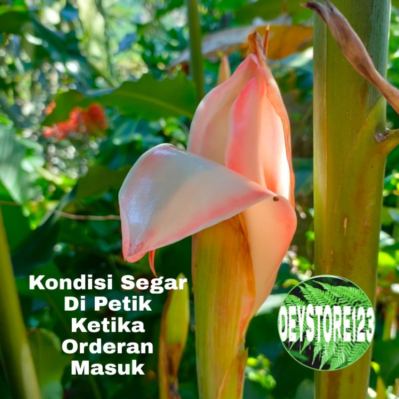 Jual Comberang \ Bunga Honje Segar Baru petik | Shopee Indonesia