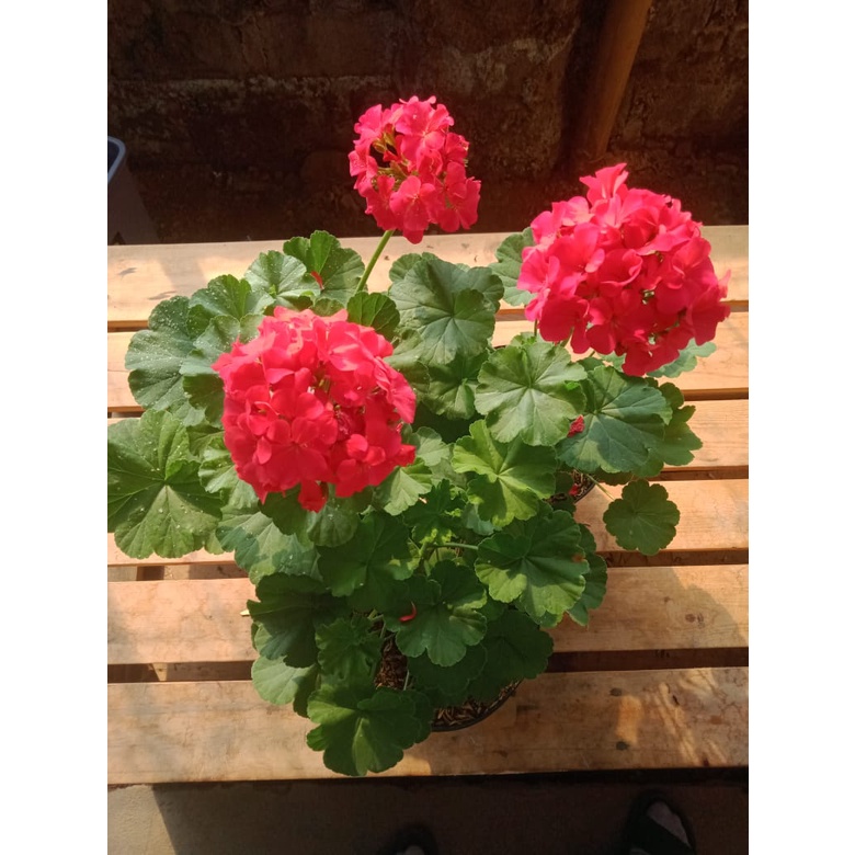 Jual TANAMAN HIAS GERANIUM MERAH RIMBUN COD BUNGA HIDUP GERANIUM ...