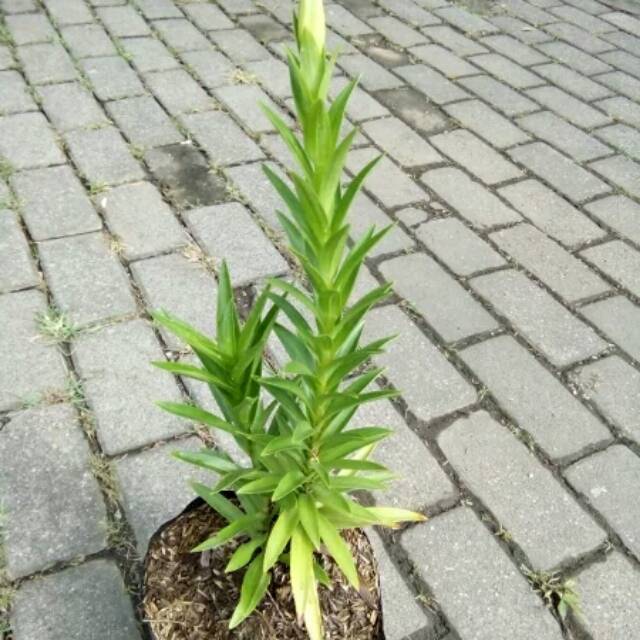 Jual Tanaman bunga lily putih | Shopee Indonesia