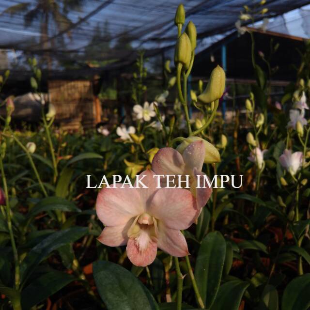 Jual Anggrek Dendrobium Visa Peach - Tanaman Hias Hidup - Bunga hidup ...