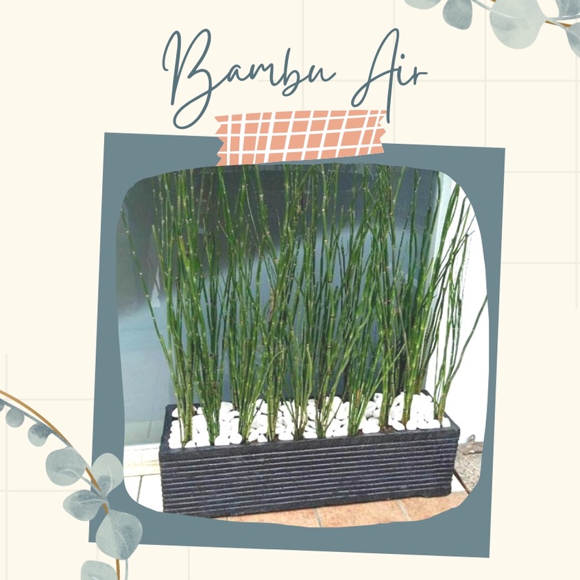 Jual Bambu Air Tanaman Hias Bambu Air hidup Tanaman bambu Air Tanaman Indoor Outdoor Bambu Air ...