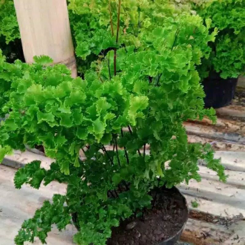 Jual tanaman hias supril kriting - suplir rimbun kriting | Shopee Indonesia