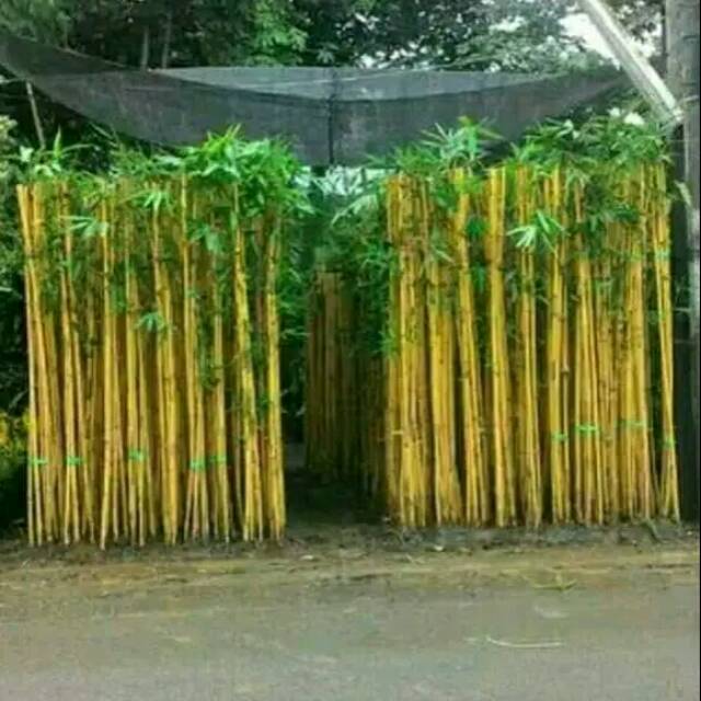 Jual Babu panda kuning-bambu kuning khusu gojek/grab instan | Shopee ...
