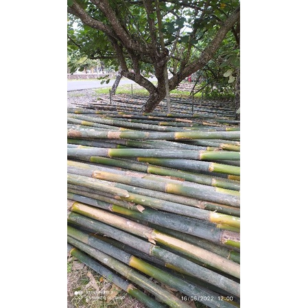 Jual bambu apus atau bambu tali utuh bulat kerajinan /1.mtr | Shopee ...