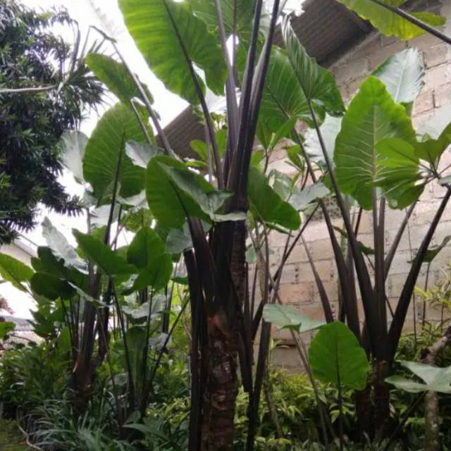 Jual Tanaman hias sente bali hitam - sente hitam 50 cm - 1 meter daun ...