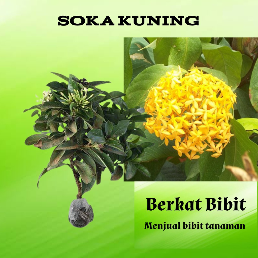 Jual Tanaman Soka kuning Jepang | Shopee Indonesia