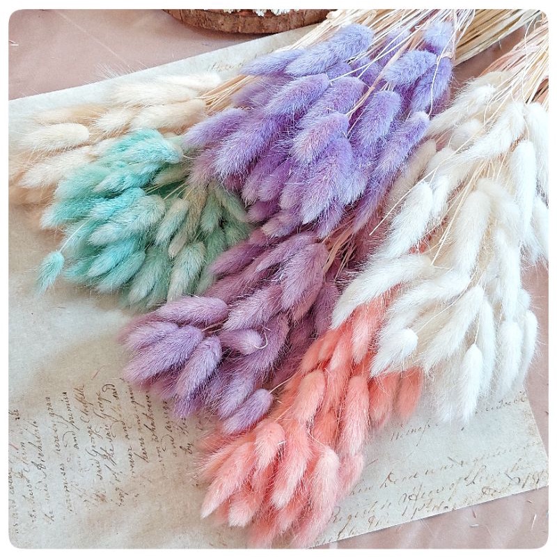 Jual Bunga kering bunny tail lagurus bahan mahar rustic scrapbook bahan ...