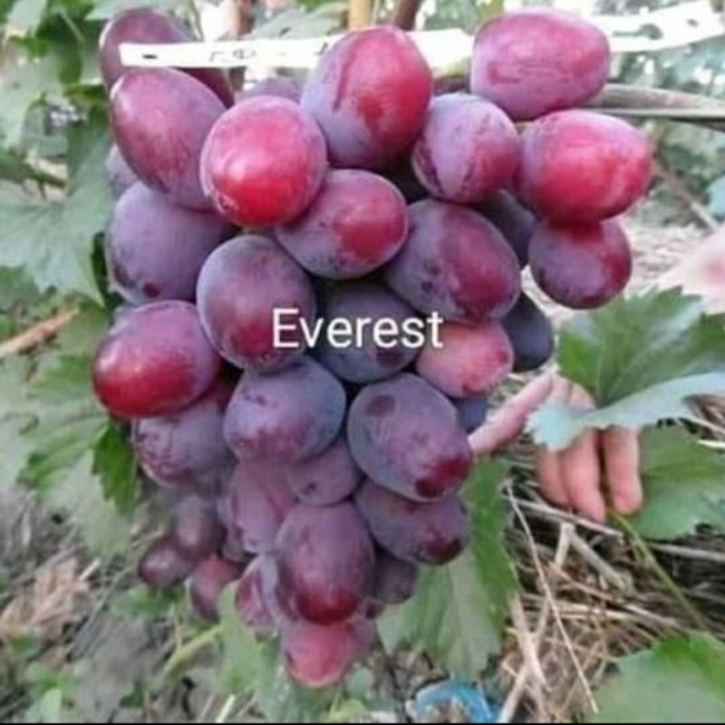 Jual entres anggur everest | Shopee Indonesia