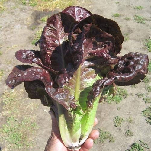 Jual Benih Selada Keriting / Lettuce Romaine / Oakleaf / Butterhead / Crop / Kepala / Head ...