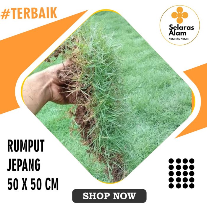 Jual RUMPUT JEPANG ASLI 50 X 50 | Shopee Indonesia