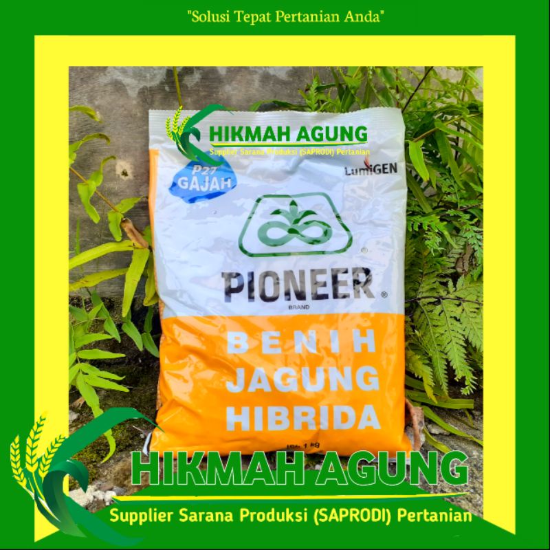 Jual Benih Jagung P27 Gajah Lumigen Tahan Bulai 1 Kg Benih Bibit Jagung Pioner | Shopee Indonesia