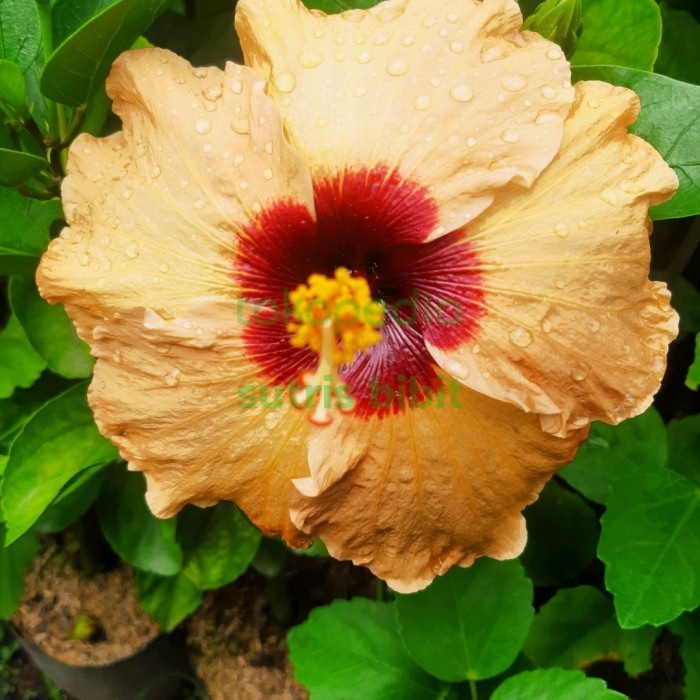 Jual Tanaman Bunga Hibiscus Import Subadra | Shopee Indonesia
