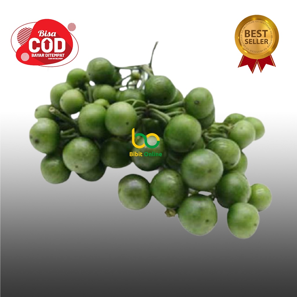 Jual LEUNCA lalapan/sayur per 100 gram bibit online | Shopee Indonesia