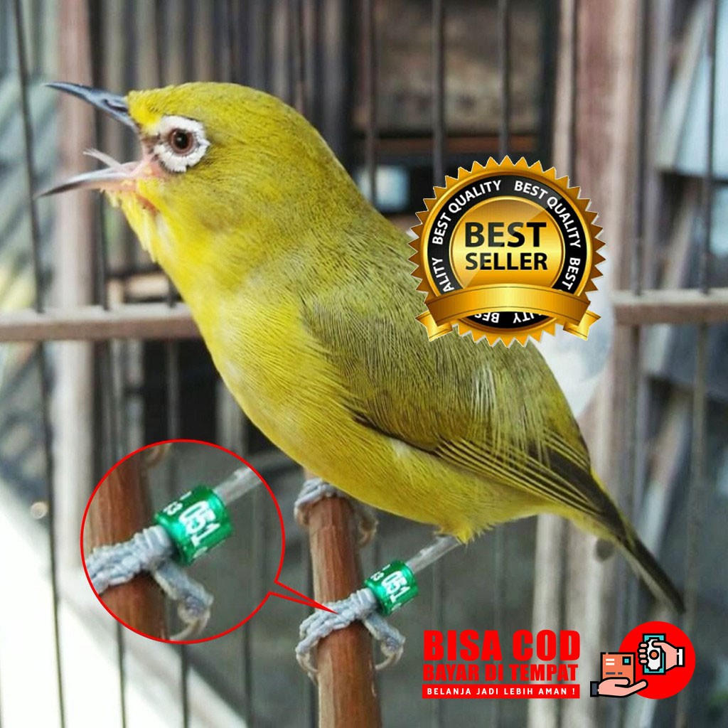 Jual RING BURUNG PLECI KONIN SOGON UNIVERSAL GELANG PENANDA KAKI BURUNG ...