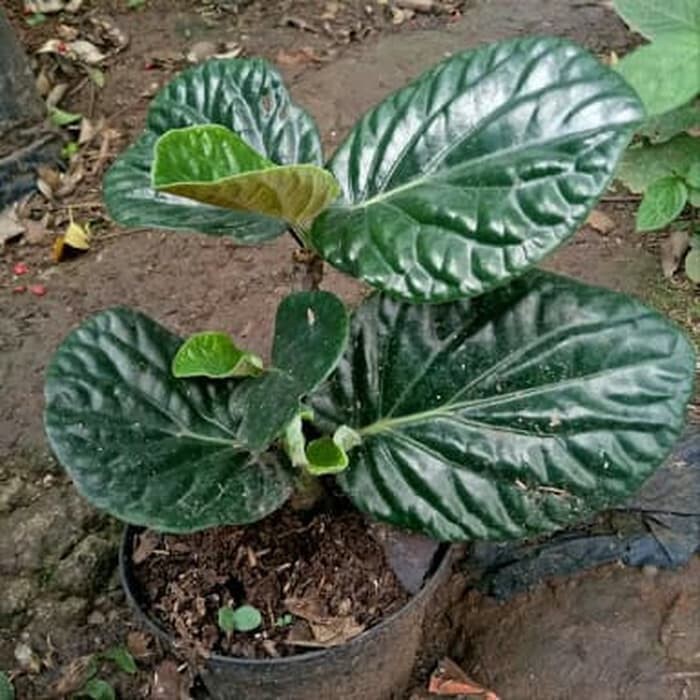 Jual Tanaman Hias Sirih Papua - Black Paper | Shopee Indonesia