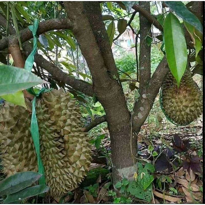 Jual Pohon Bibit Durian Bawor Unggul Genjah Cepat Berbuah Bergaransi | Shopee Indonesia