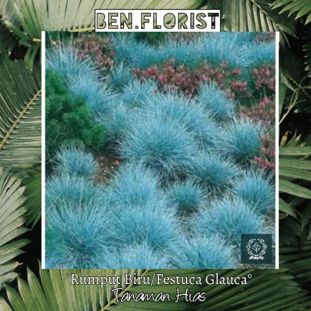 Jual Tanaman hias Rumput Biru / Festuca Glauca | Shopee Indonesia