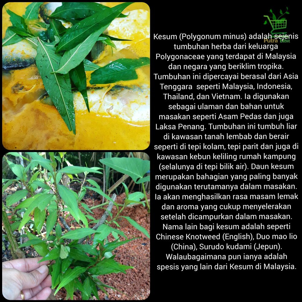 Jual Daun Kesum Segar 500 gram - Bahan Membuat Laksa Murah | Shopee ...