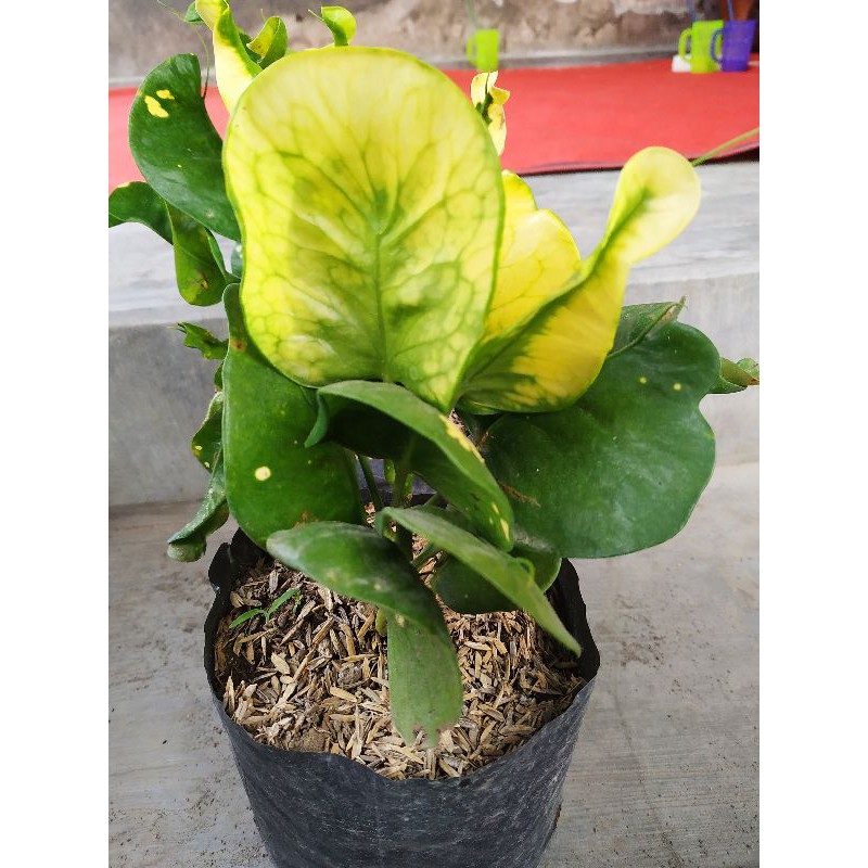 Jual Tanaman hias puring apel andromeda kuning/puring telur | Shopee ...