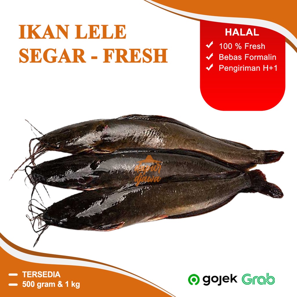 Jual IKAN LELE SEGAR BERSIH MURAH FRESH FISH 500GR 1KG HIDUP | Shopee ...