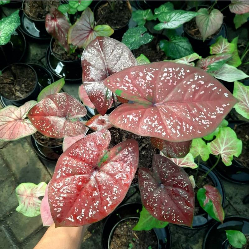 Jual Keladi Dark Chocolate / Tanaman Hias Caladium Dark Chocolate ...