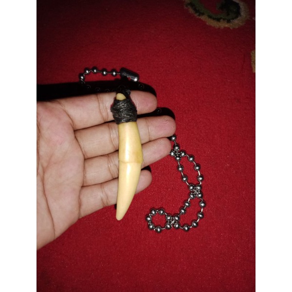 Jual Taring Macan/Harimau replika, Berwibawa | Shopee Indonesia