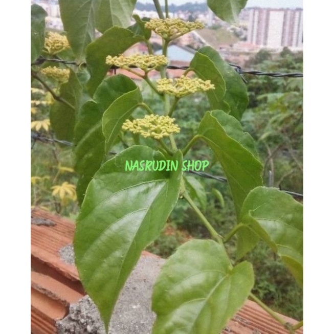 Jual DAUN CISSUS VERTICILLATA SEGAR / THE PRINCESS VINE / SEASONVINE ...