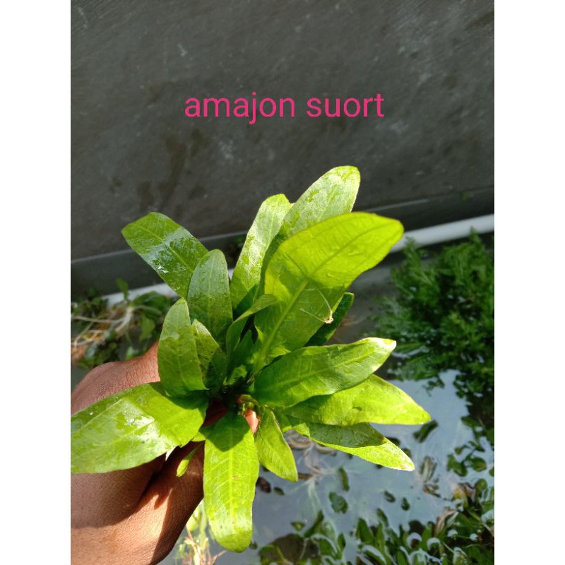 Jual Amazon sword tanaman low co2 tanaman aquascape | Shopee Indonesia